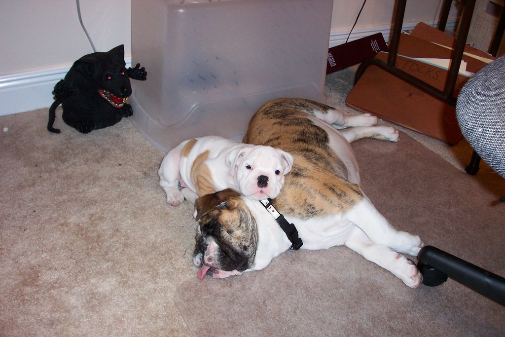 Sleepy Boo and Sleepy Clovis (pics)