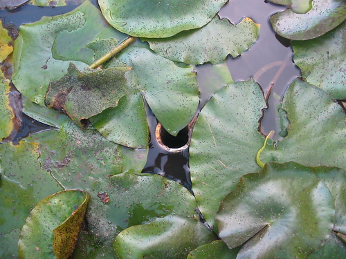 A hole in the pond | Eye Level Pasadena