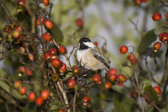 Bird Suet for your Backyard Feeder | Mon@rch's Nature Blog