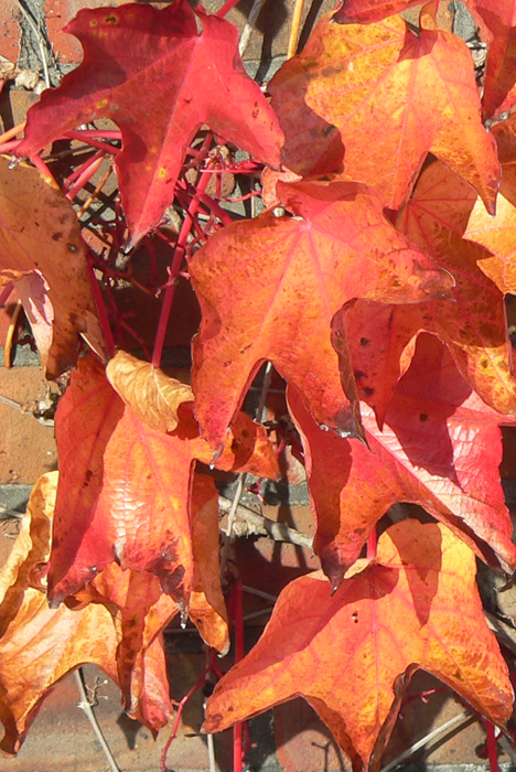Autumn | sad old tosser