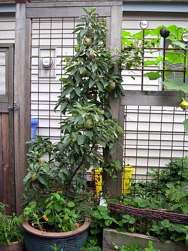 Best Containers For Fruit Trees | The Potted Vegetable Gardener