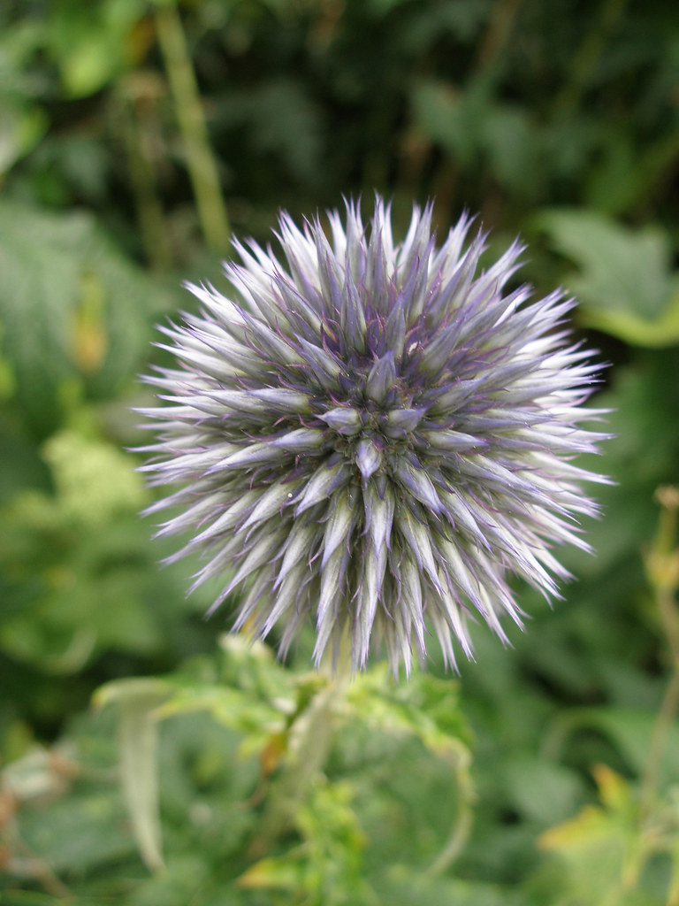 Blue Ball Flower | Here's what happens to this flower when t… | Flickr