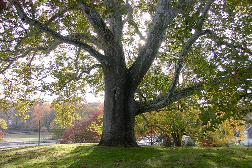 Constitution Tree | Blogging the Revolution