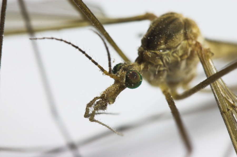 A dead crane fly -- Macro in photography-on-the.net forums