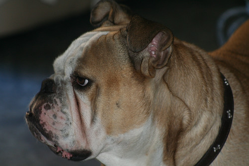 Odie - Then and Now (Pics)