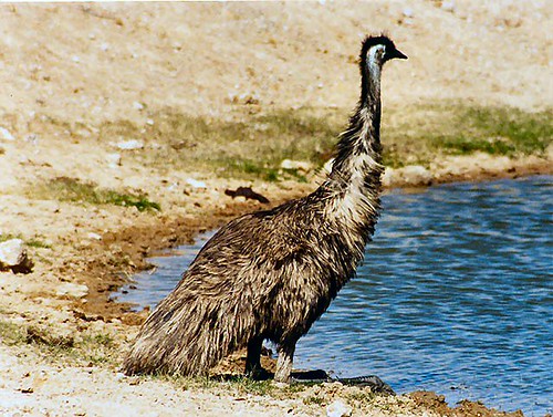 Emu | The Steve Irwin Mosaic Tribute Project