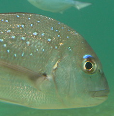 Blue Moki - The Fishing Website : Discussion Forums