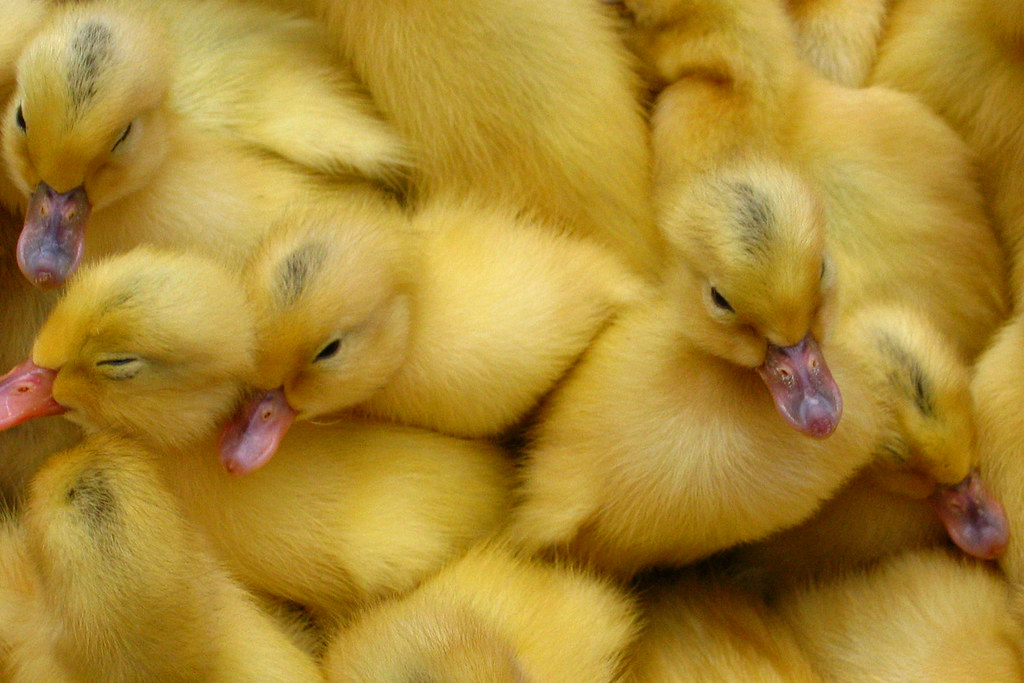 Ducklings | Taken one day in the market. They were in a box … | Flickr