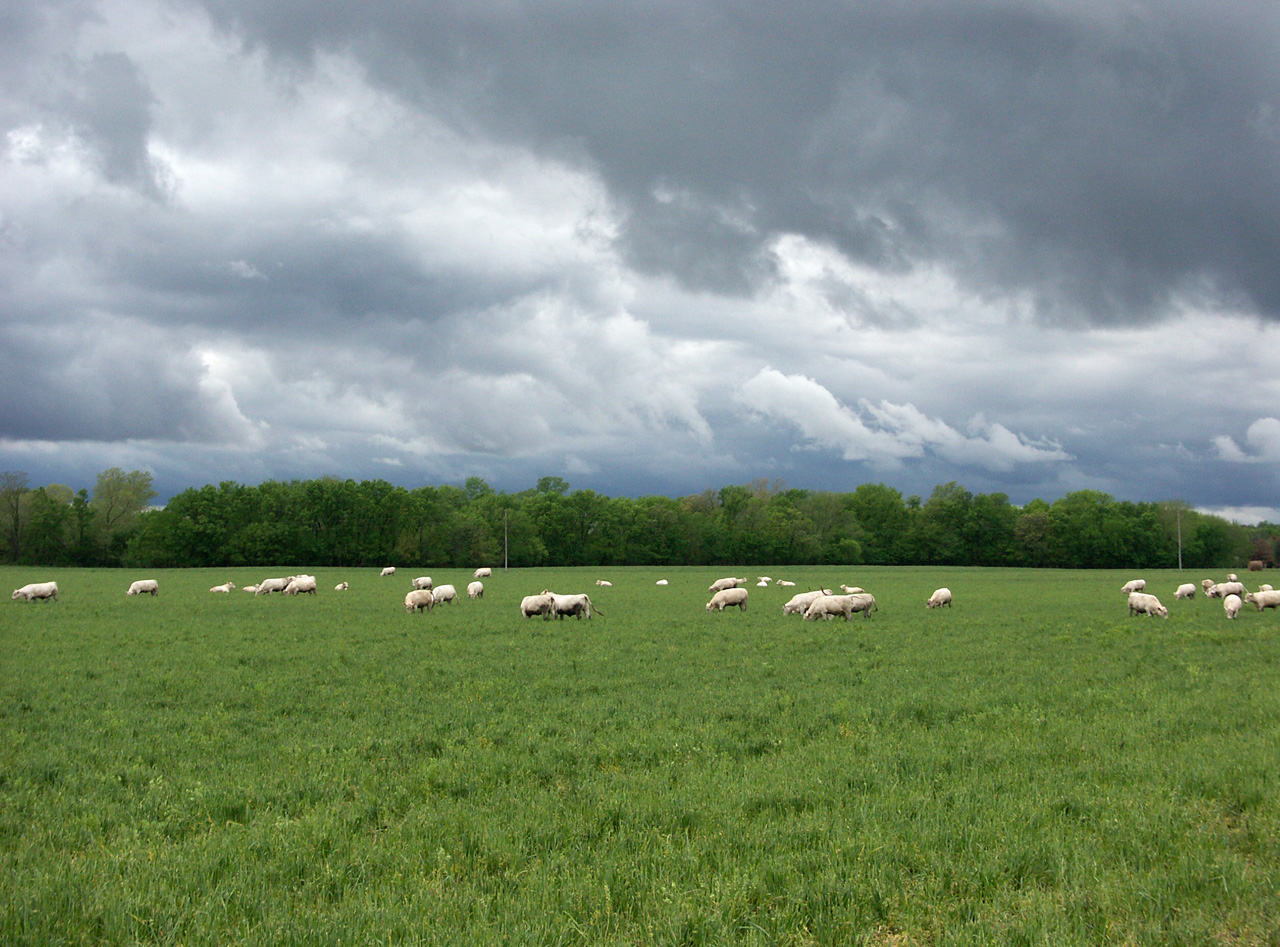White Cattle Herd on Wheat Pasture - Riley County KS | Flickr