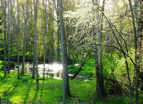 The Woods in Spring | Michigan in Pictures