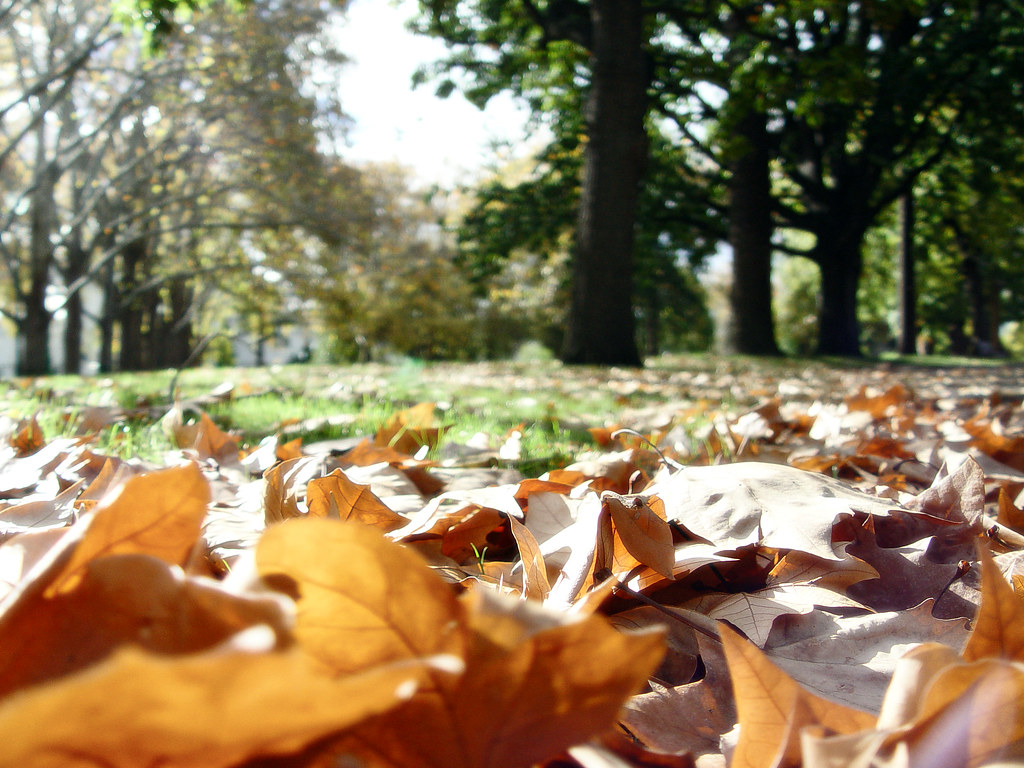 Fall | closer | Linda L | Flickr