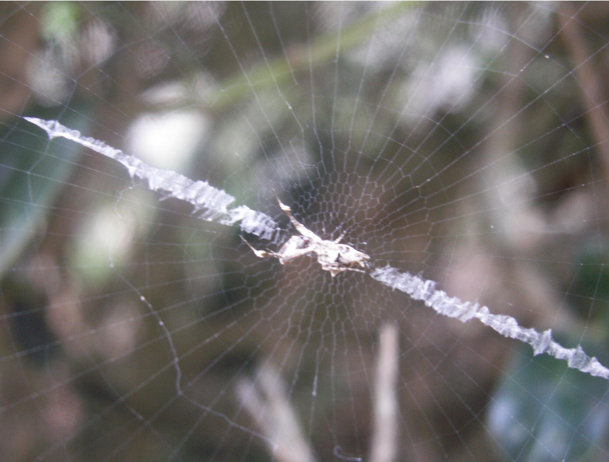 Web Architecture: Uloborus | Unfortunately, this orb-weaver'… | Flickr