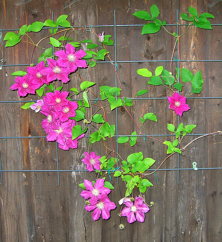 Clematis Voluceau - Bamboudo