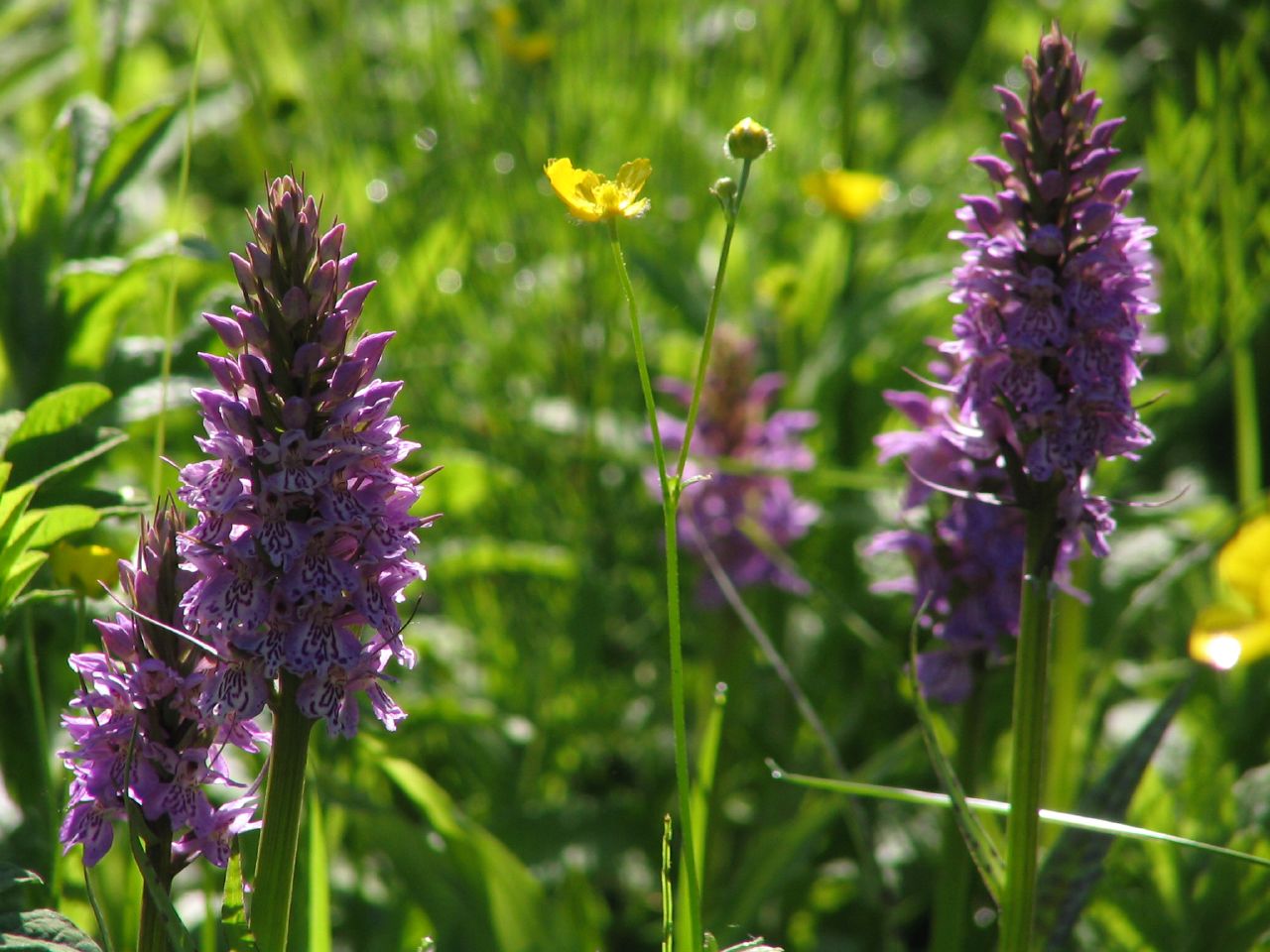 wildflowersinthenetherlands photos on Flickr | Flickr