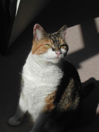 A happy cat | Never Knowingly Underwhelmed