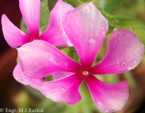 Pink flowers | Pakistani Pictures