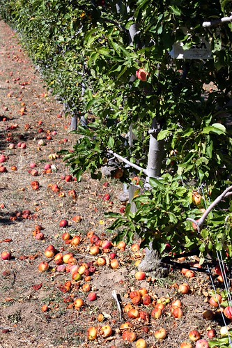 Apple Picking In Julian, CA | Changing My Destiny