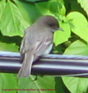 Dark-Eyed Junco, actually an Eastern Phoebe – Nature Woman