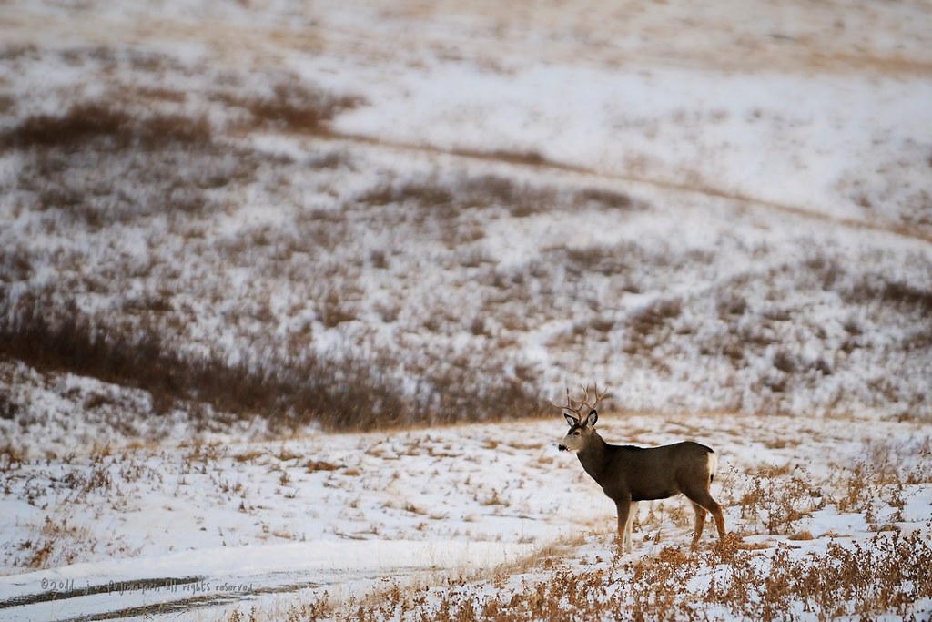 A Lone Buck | The Stentorian Image