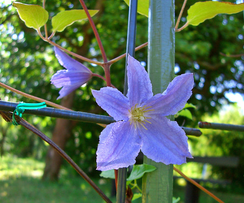 Clematis Voluceau - Bamboudo