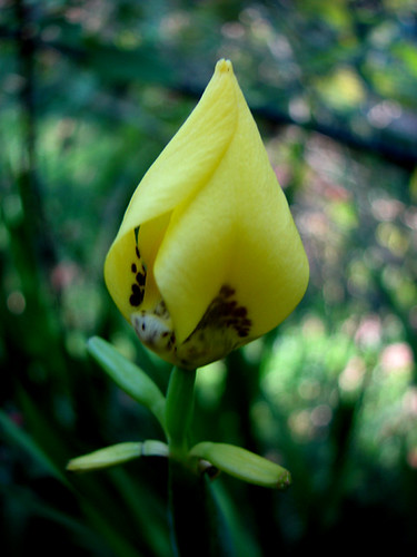 One Bud | The Memoirs of Imnas