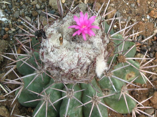 melocactus flower - CactiGuide.com
