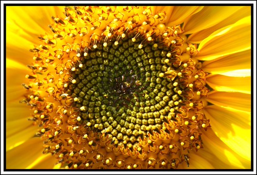 natural structures | Natural structures, Amazing nature, Sunflower